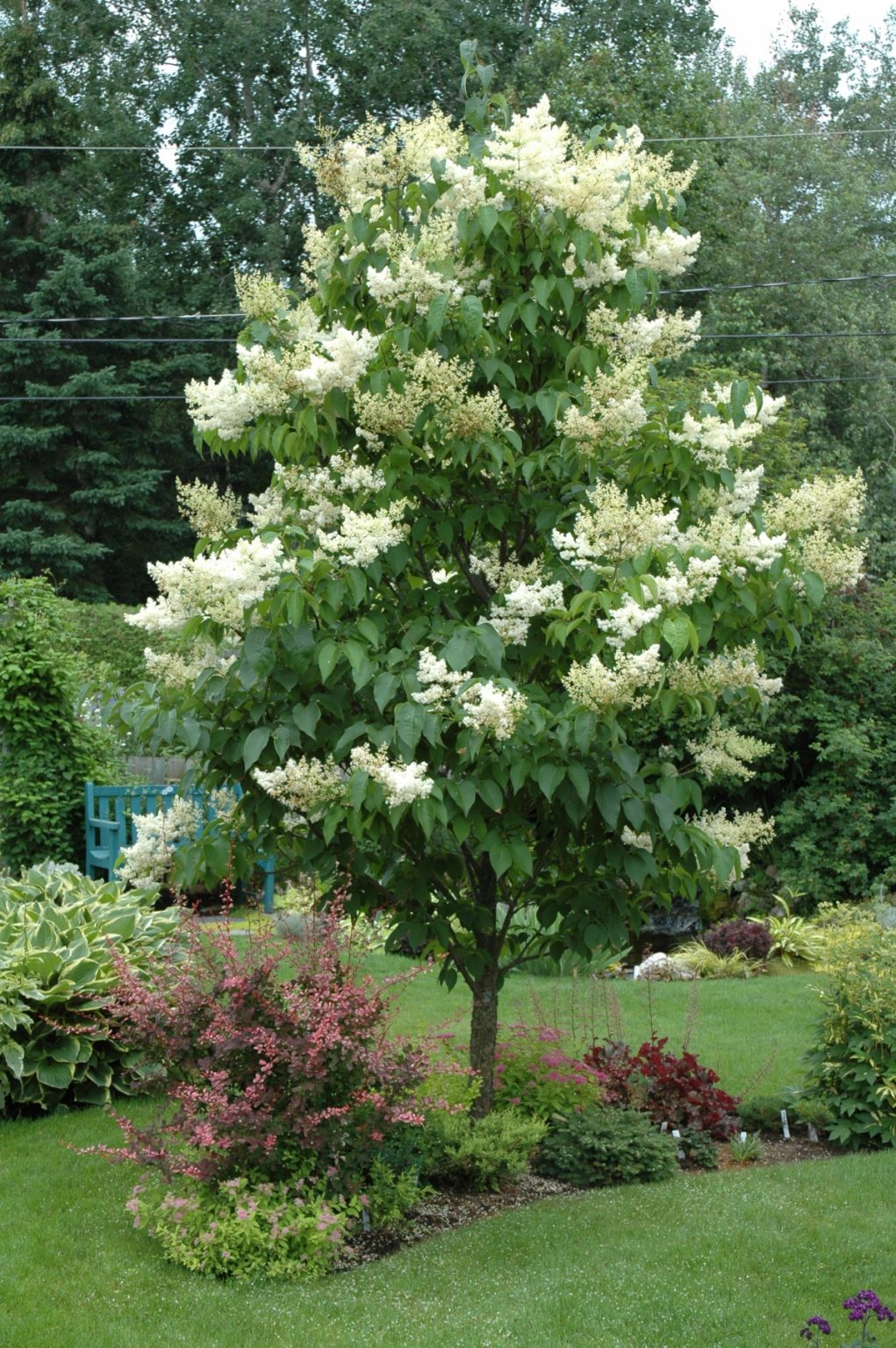 Plant of the Week: Lilac Tree - Rost Landscaping