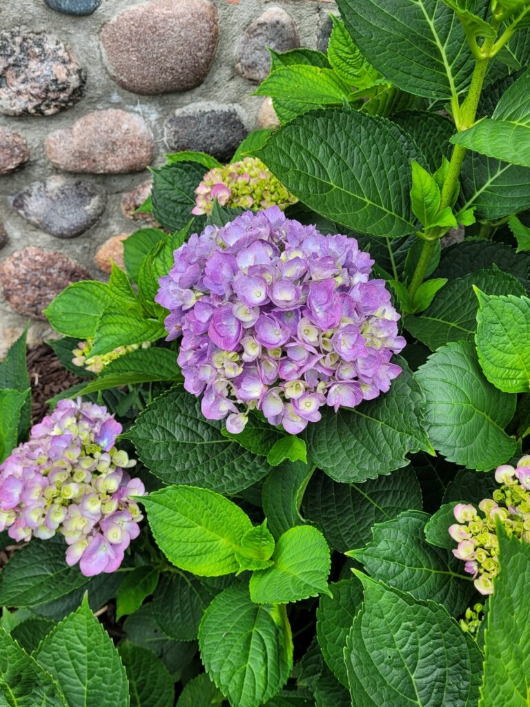 4 Common Hydrangea Types - Rost Landscaping