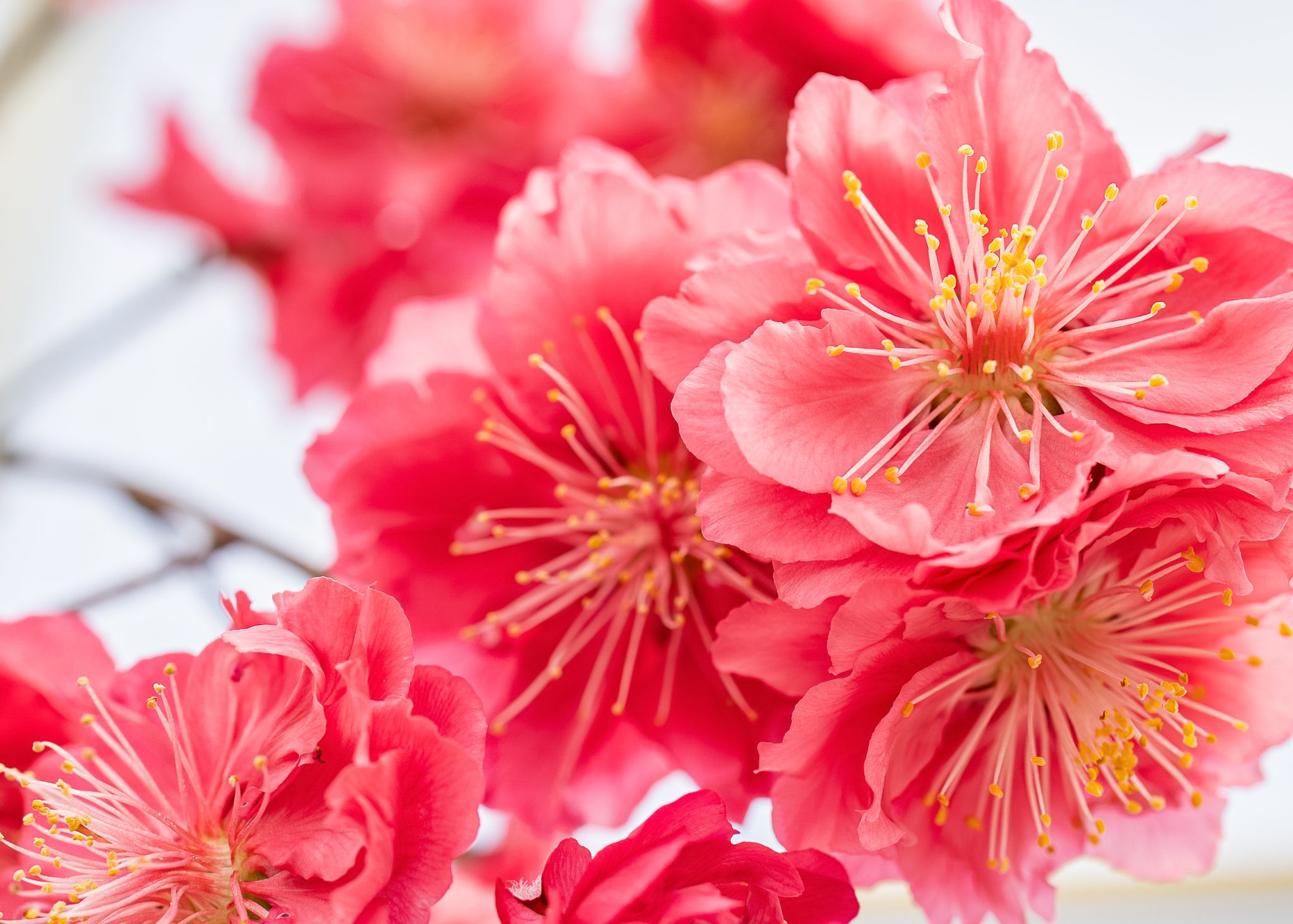 Fruit Trees: Plant, Grow, Harvest - Rost Landscaping